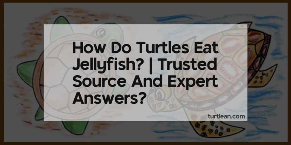 Turtlean - Best online resource for turtle and tortoise owners