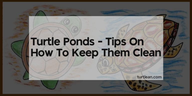 Turtlean - Best online resource for turtle and tortoise owners